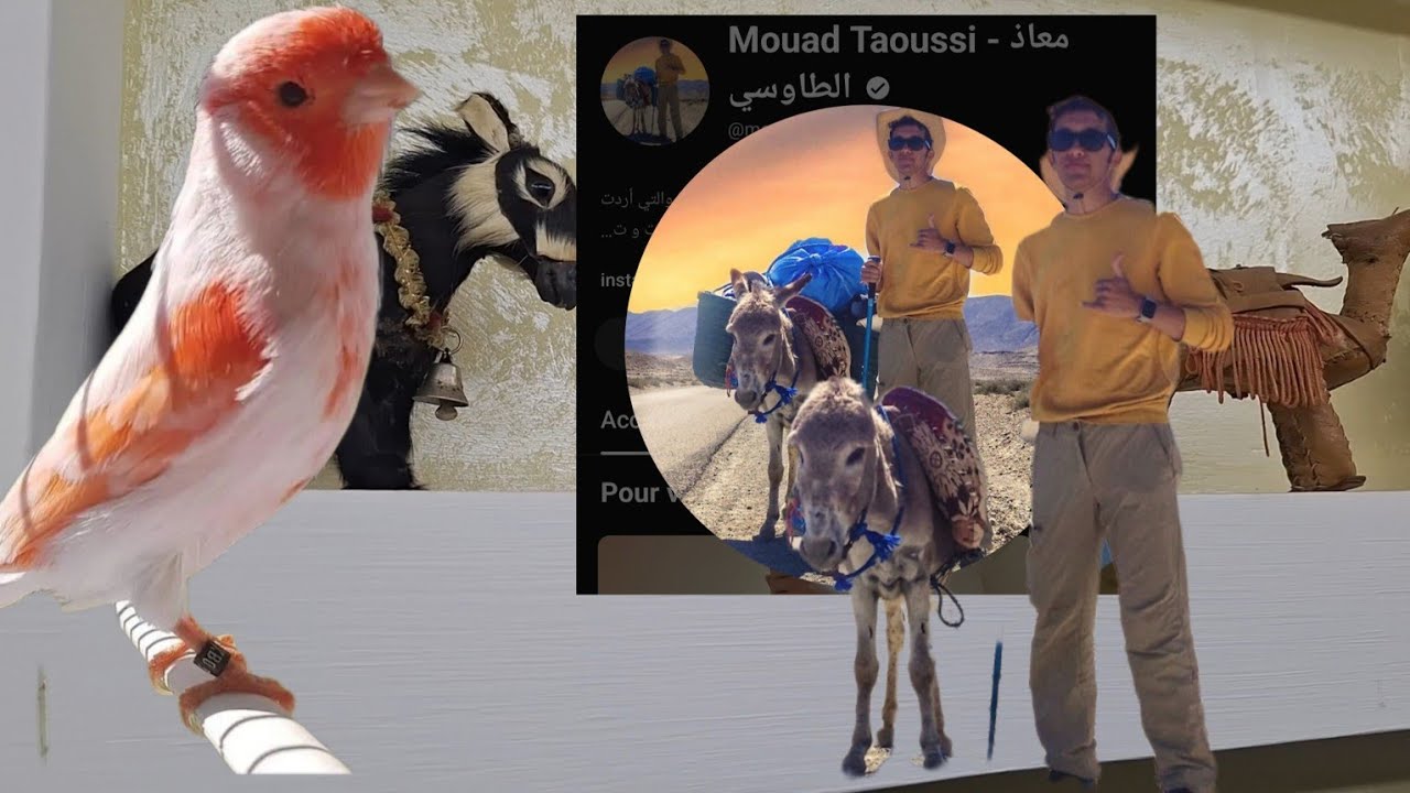 خوان حمار معاد الطاوسي في منزلي هه😝 #Mouad Taoussi - YouTube