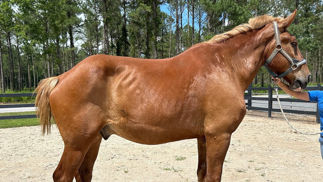 Gentle Belgian Gelding Driving - YouTube