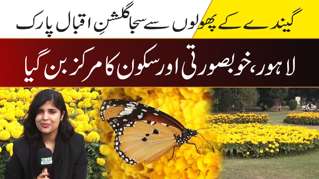 Gulshan-e-Iqbal Park decorated with Gandah flowers | Lahore became ...