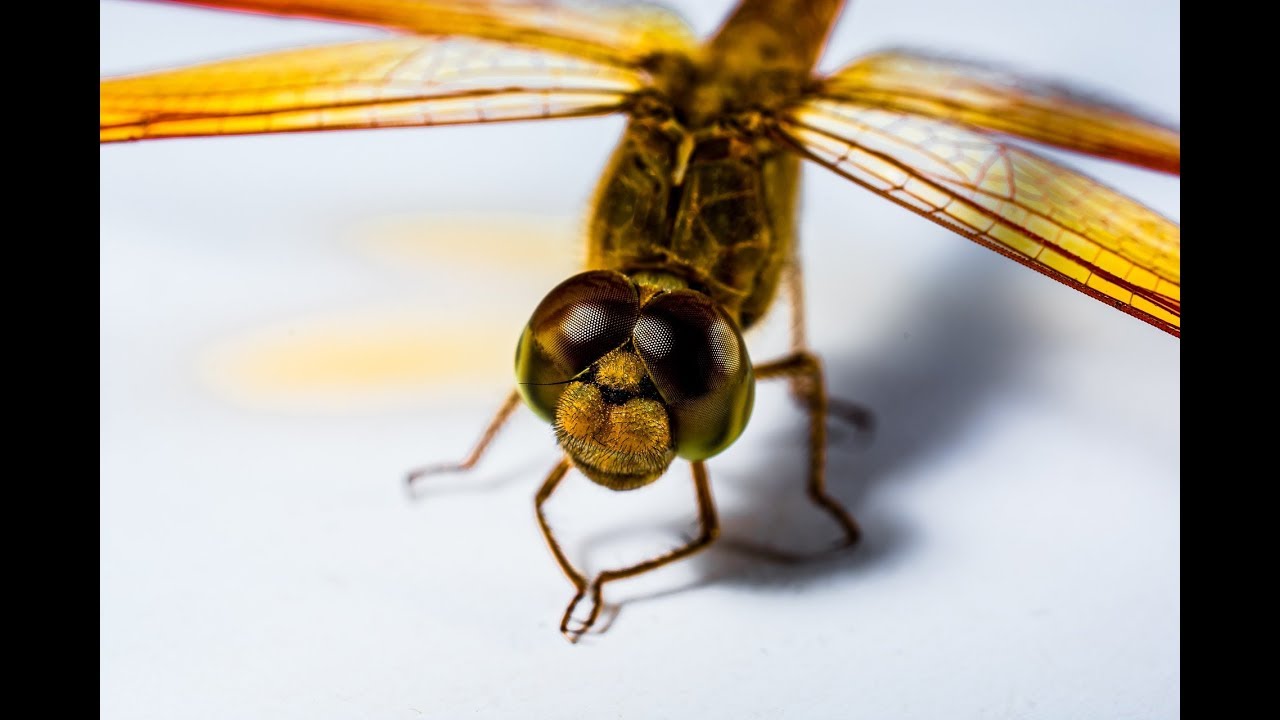 13 Fun and interesting things about Dragonflies - YouTube