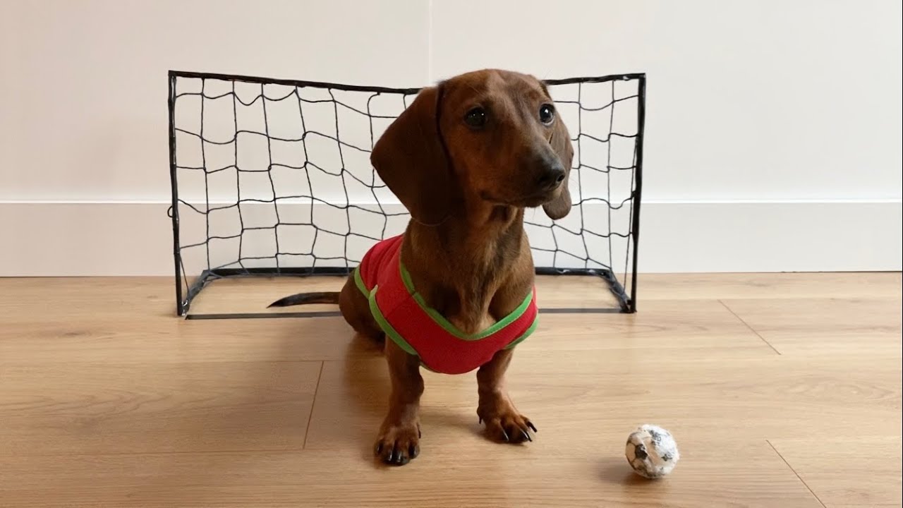 World Cup Pup - Mini doxie goalie skills! - YouTube