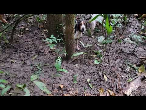 Agouti Hunt In Trinidad Where Dogs Catch The Agouti And Ate it ...