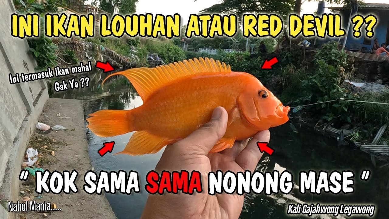 INI IKAN LOUHAN ATAU IKAN RED DEVIL ⁉️ KOK SAMA SAMA NONONG - YouTube
