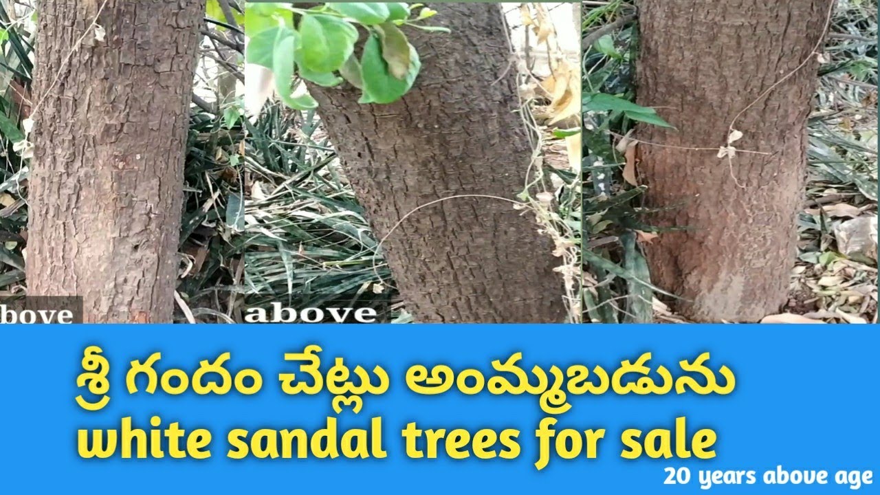 White sandal trees for sale /శ్రీ గందం చేట్లు అంమ్మబడును - YouTube