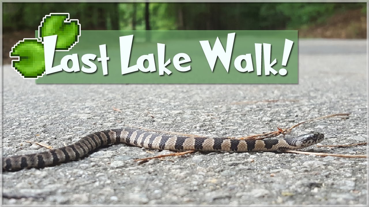 Last Lake Walk in North Carolina & Tiny Baby Snake! • Wild Walks Vlog ...