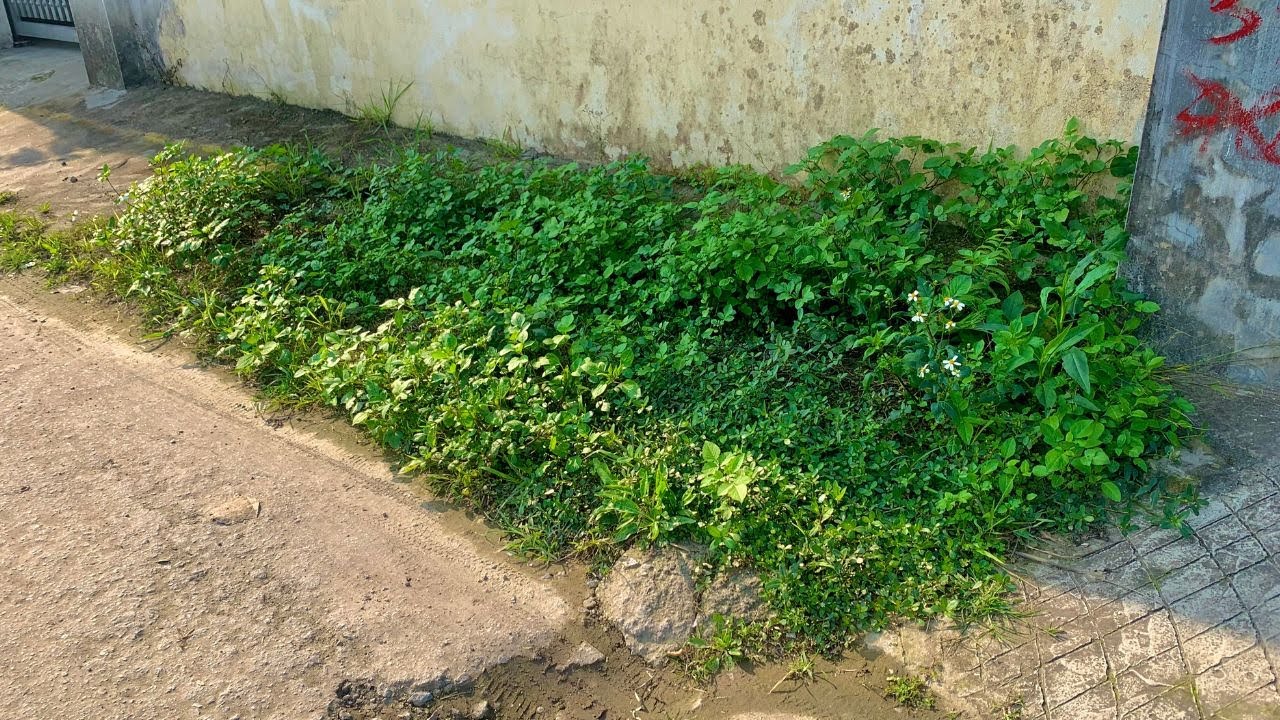 Clear overgrown grass for homeowners with simple tools | Cleaning up ...