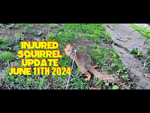 The Adventures Of Chunky The Squirrel: Injured Squirrel Update For June 11th 2024 - YouTube