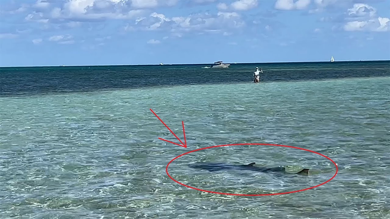 Fly Fishing in Key Biscayne Saltwater Fly Fishing for Sharks and ...