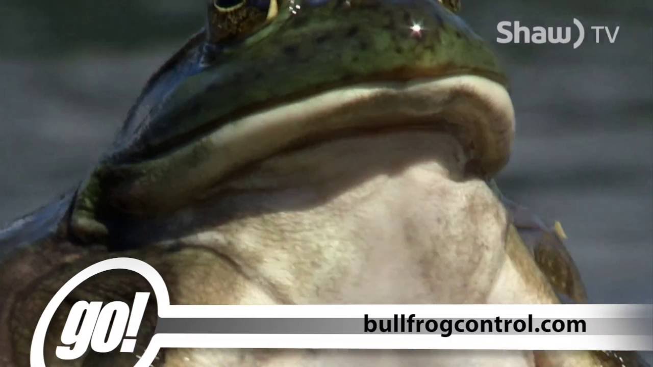 American Bullfrog - YouTube