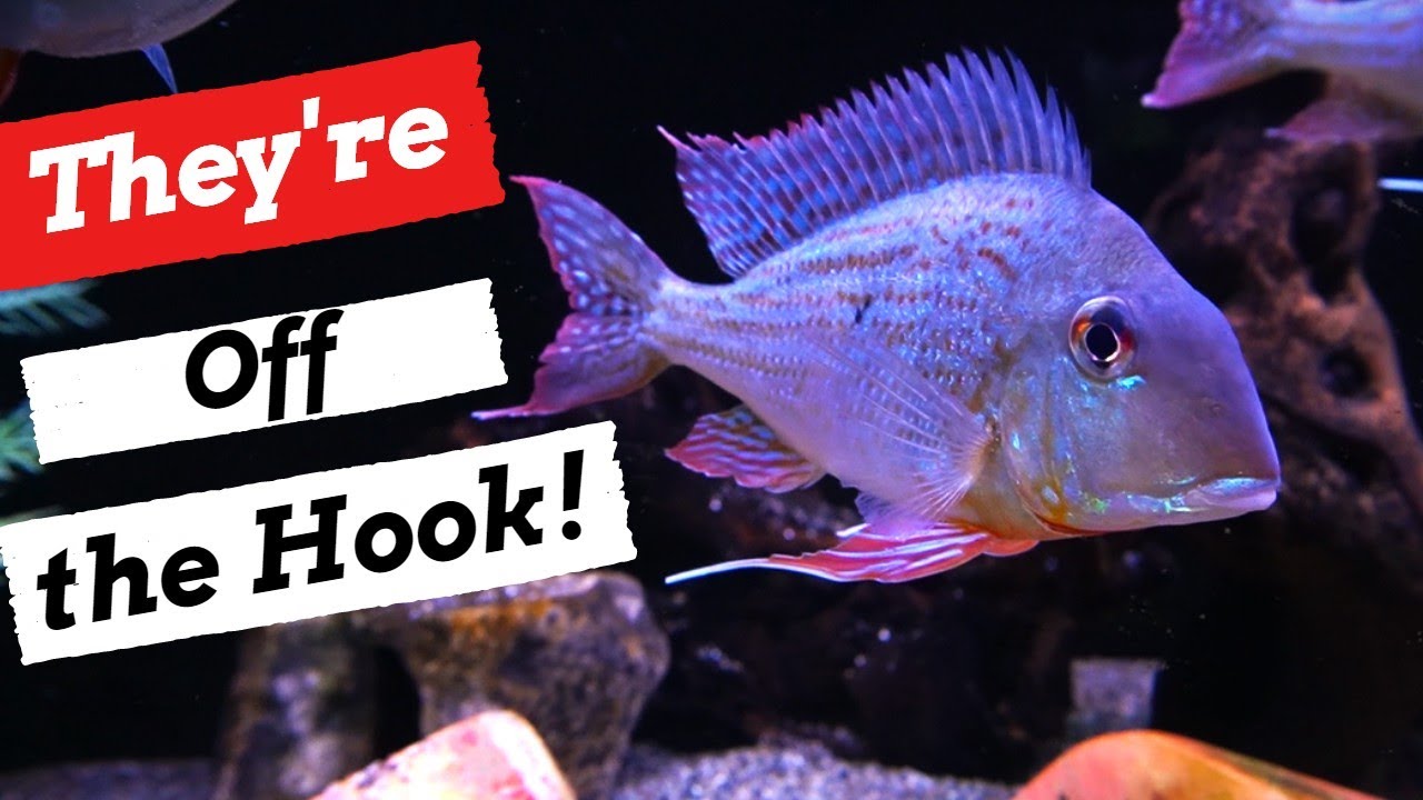 This Weeks Quick "Lap" of the Fish Room *A Fast Look at Every Fish and ...