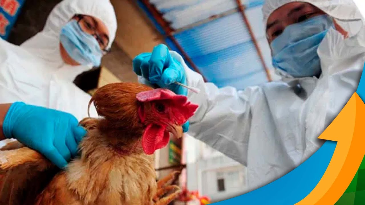 Gripe aviária atinge mais dois países da América do Sul e especialista ...