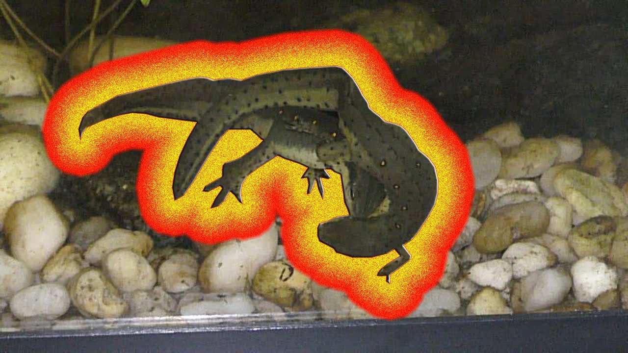 Newts Fight 💥🦎 - YouTube