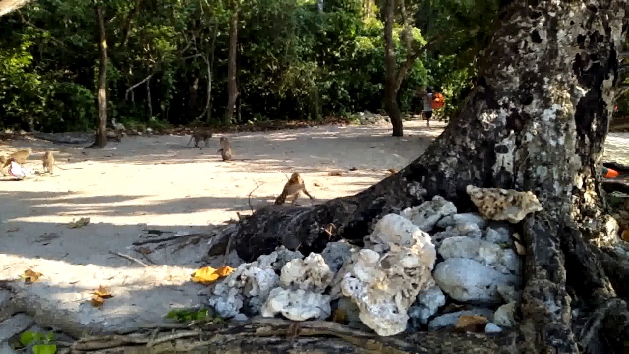 Monyet Ngamuk Cagar Alam Pangandaran - YouTube