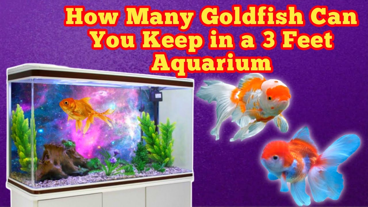 How Many Goldfish Can You Keep in a 3 Feet Aquarium🐠| 3ft Aquarium Ma ...