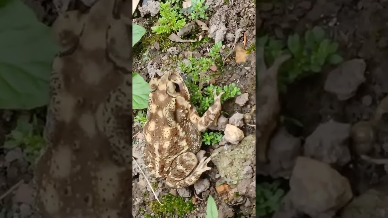 bullfrog #camouflage skin #animal #shorts - YouTube