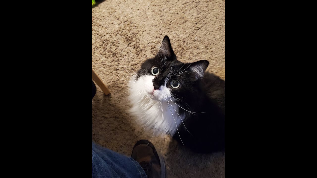 Todd Talks - The Best Thing Ever - YouTube