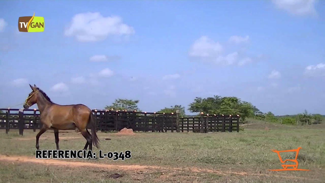 2015: MULETO EN PROCESO DE ARRENDAMIENTO, PESO PROM/ANIMAL N/A SAMPUÉS ...