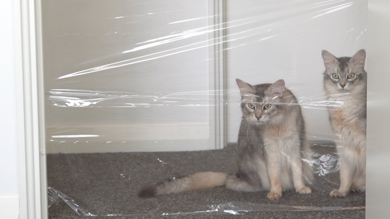 Cats and the Invisible Wall Challenge - YouTube