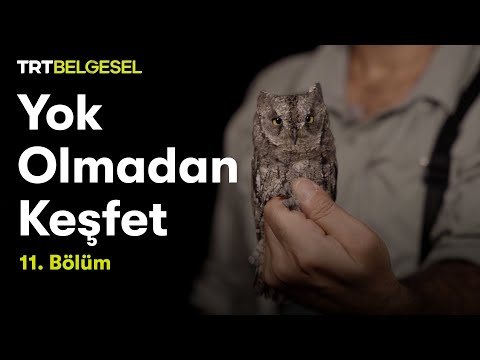 Yok Olmadan Keşfet | Kuzey Kıbrıs'ın Kuşları | TRT Belgesel