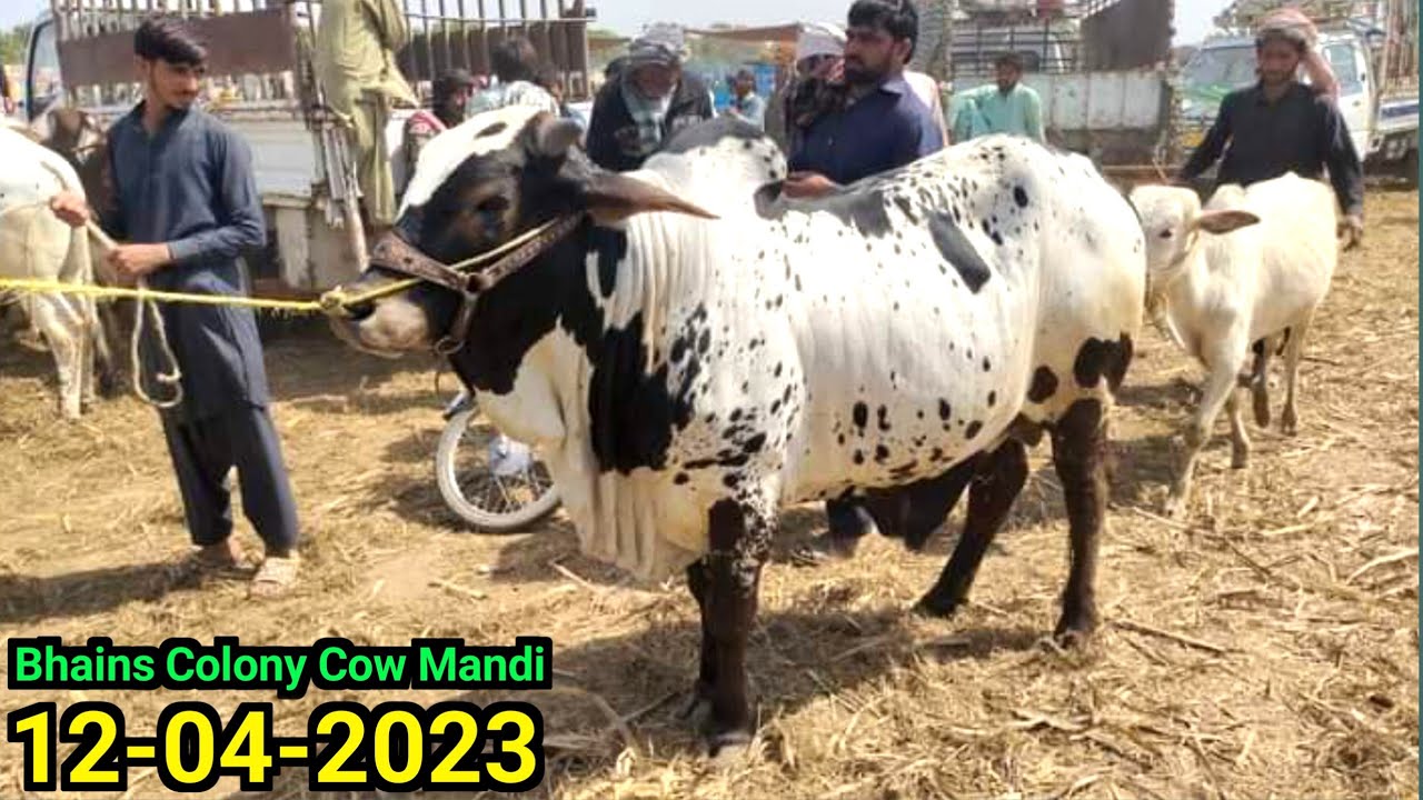 Bhains Colony Mandi Karachi Cattle Rates 12-04-2023 | Aaj Ka Behtreen ...