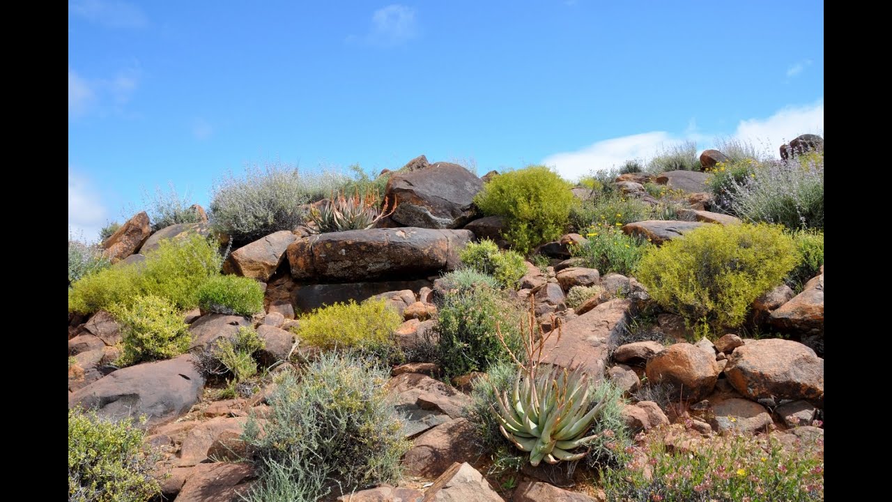 Plants & Animals of the Western Cape Part 2A - YouTube