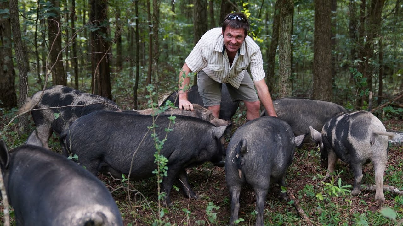 Forest Pigs with a Permaculture Expert - YouTube