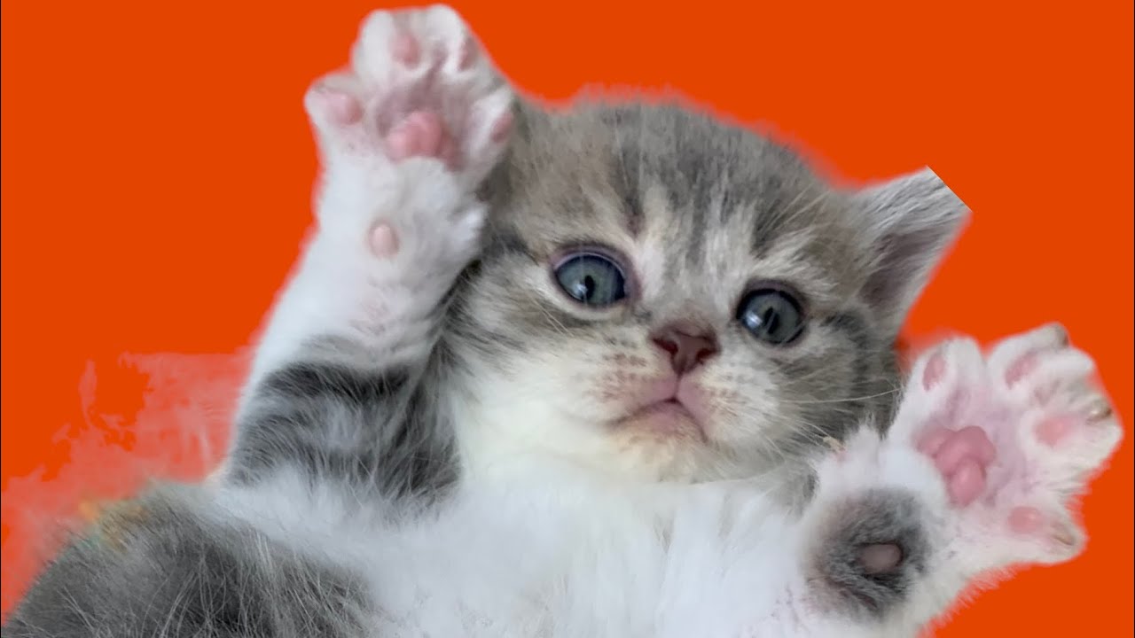 "Adorable Kitten Fun: A Heartwarming Journey" - YouTube