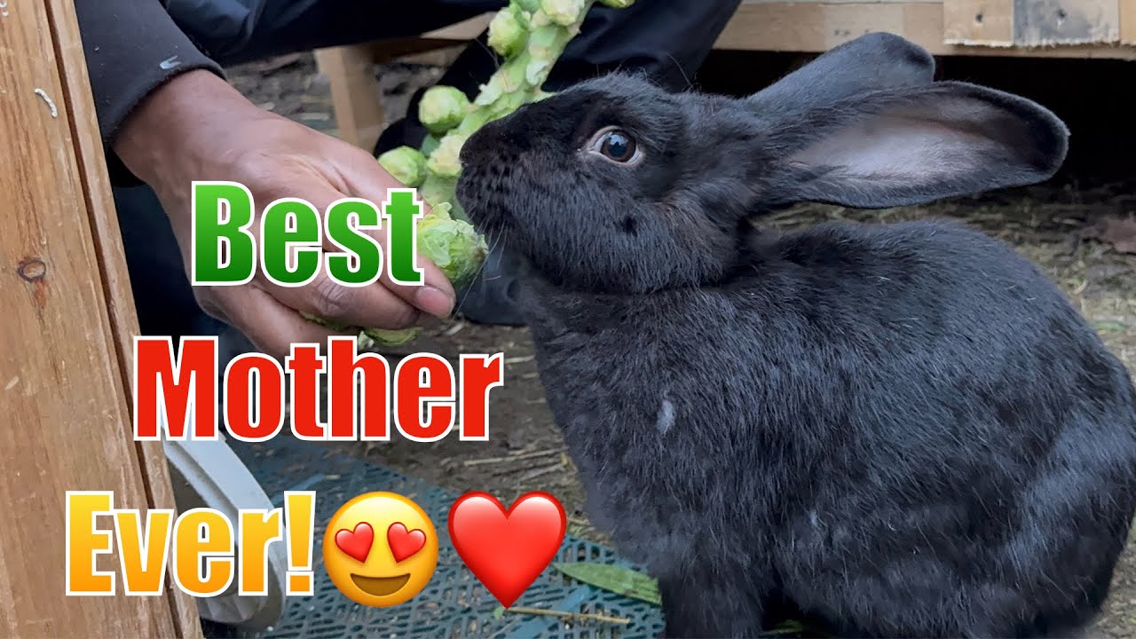 She Had 7 Babies! Beverly The Best Rabbit Mummy - YouTube