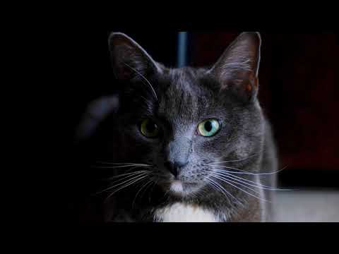 Cat live Wallpaper