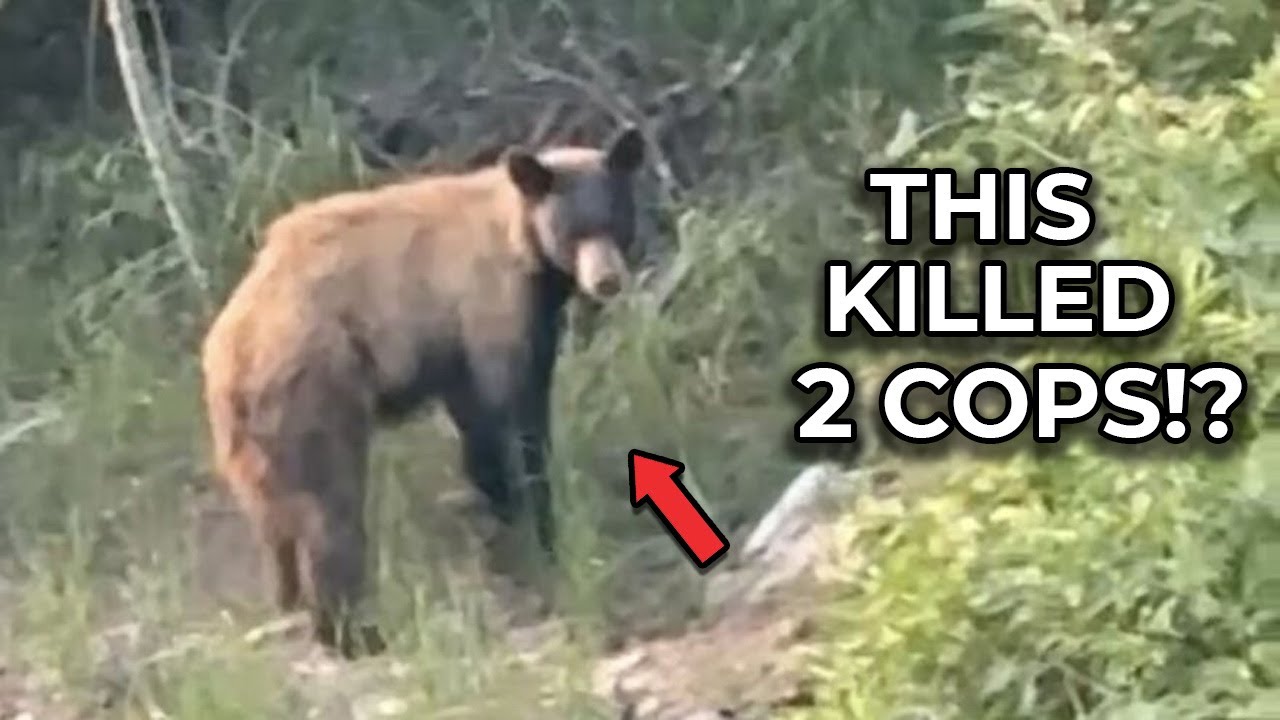 When Brave Cops Face Off Against Wild and Dangerous Animals! - YouTube