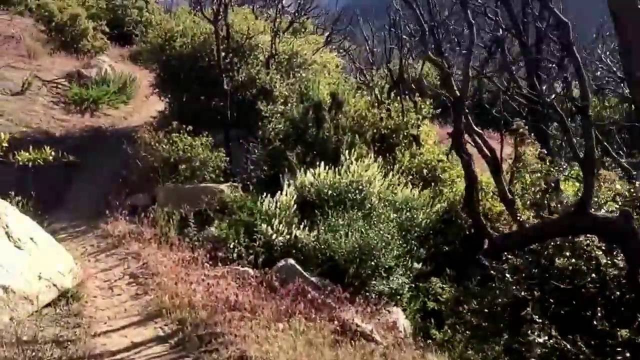 The WICKED Poodle Dog Bush! - YouTube