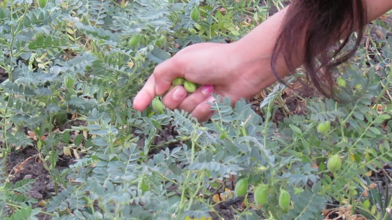 How to pick Fresh Green Chickpea's in Toronto Canada. - YouTube