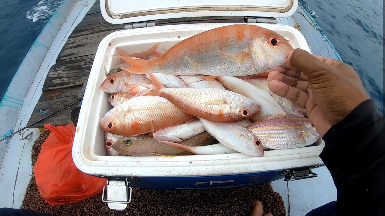 Inilah Akibatnya Mancing Ikan Kurisi Saat Angin Barat !! - YouTube