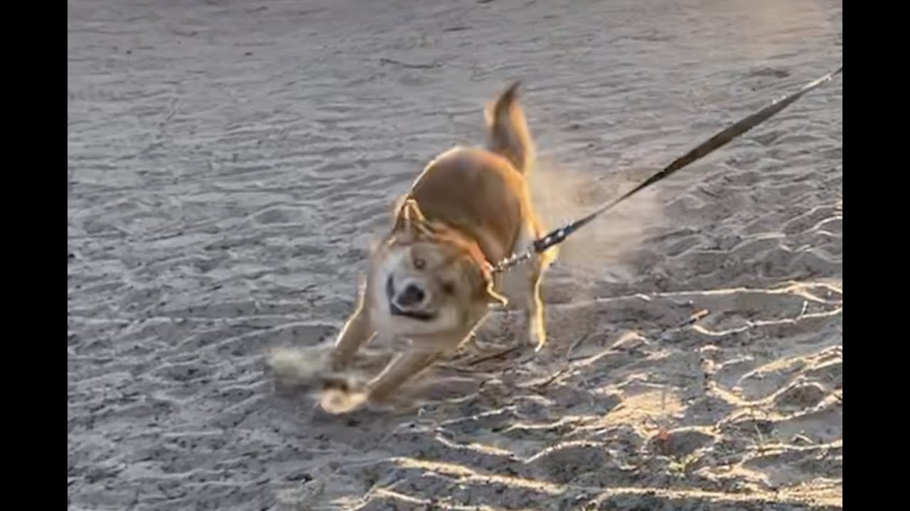 Shiba inu racing mode - YouTube