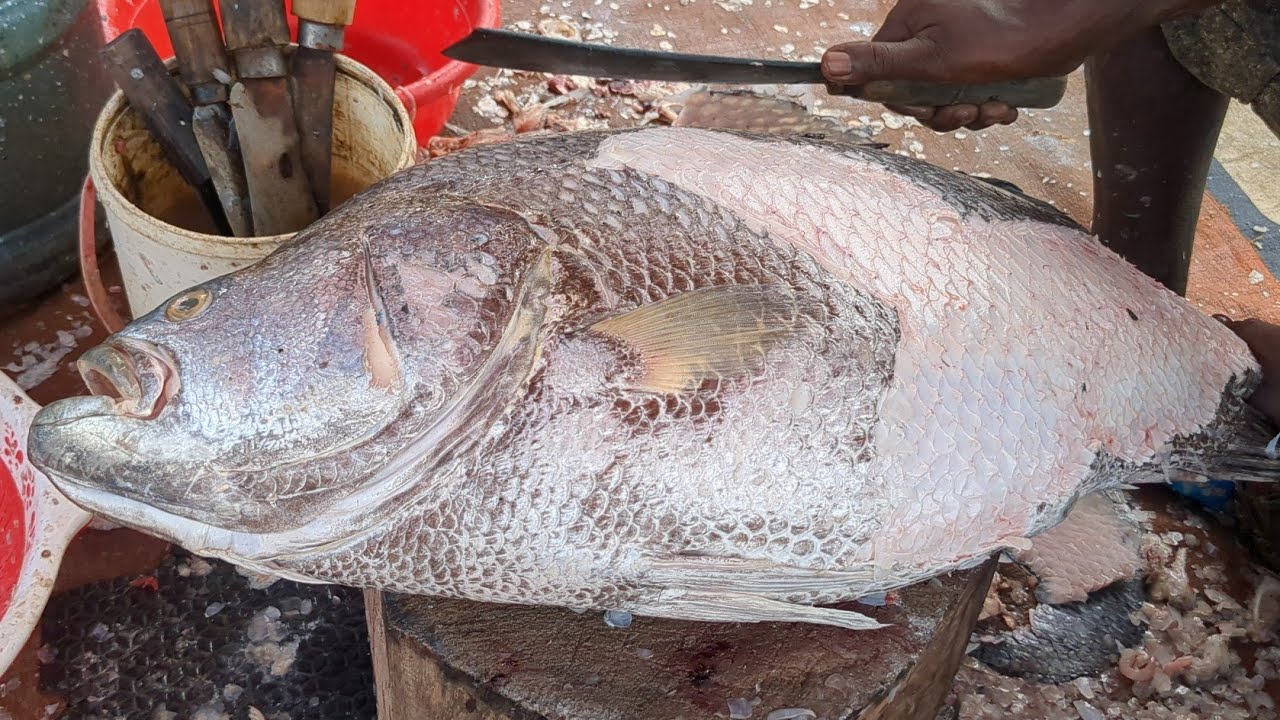 Amazing Black Koral Fish Cutting Skills! Bangladesh Biggest Fishing ...