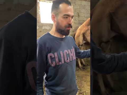 DEVE SİDİĞİ İÇİLİR Mİ? (Litresi 20$ Dolar!) #deve #shorts #hayvanlar