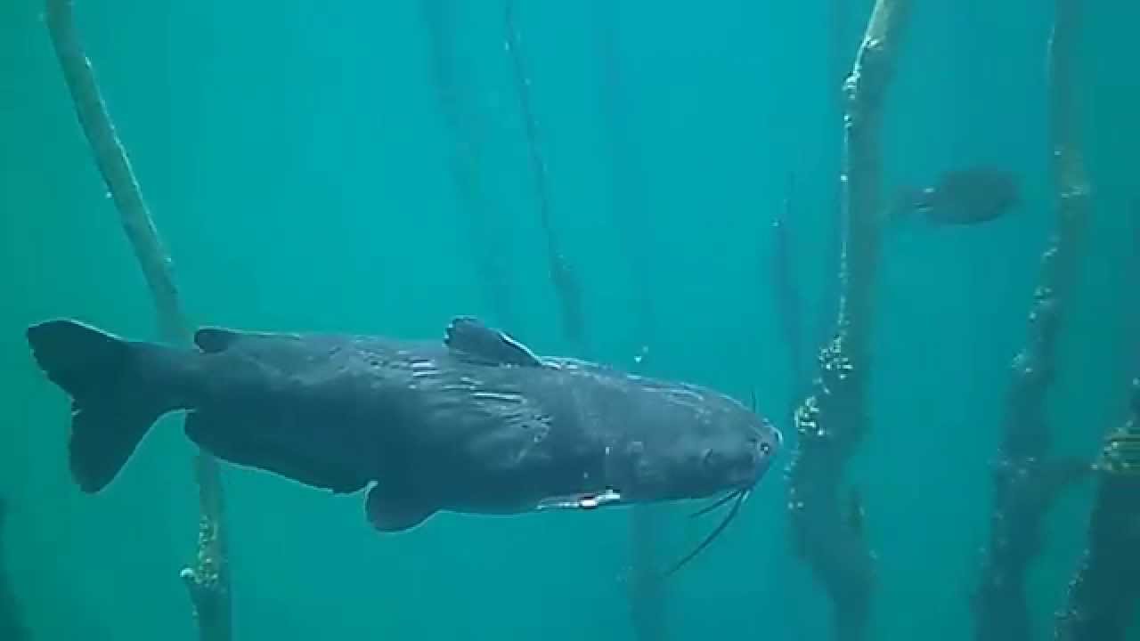 Monster Channel Catfish at Gilboa Quarry - YouTube