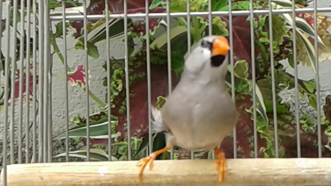 Passaros Exoticos=HIBRIDO de Mandarin&Bavete(part4) - YouTube