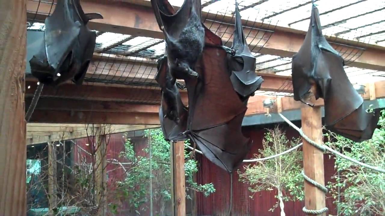 More Giant Bats - YouTube