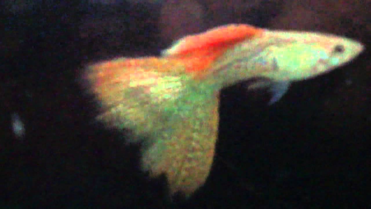 Guppy Red Lace Snakeskin - YouTube