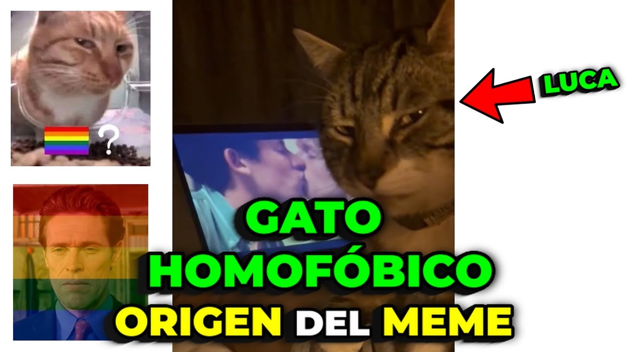 El Gato que te Juzga por lo que Ves | GATO HOMOFOBICO | ORIGEN del MEME ...