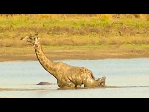 Giraffe's Desperate Escape from Crocodile-Infested Mud
