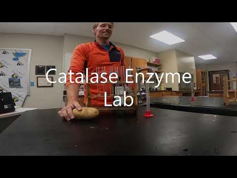 Catalase Enzyme Lab - YouTube