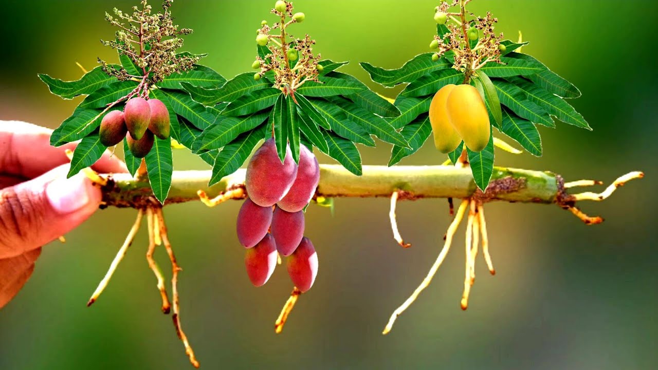 Mango Branch Cutting With New Technique - YouTube