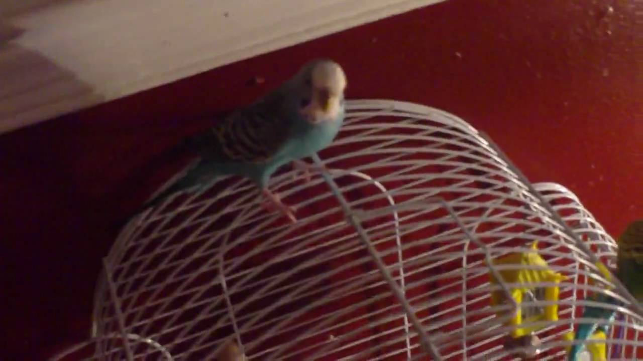 GAY ANIMALS !!!!!!!! RAPE - YouTube