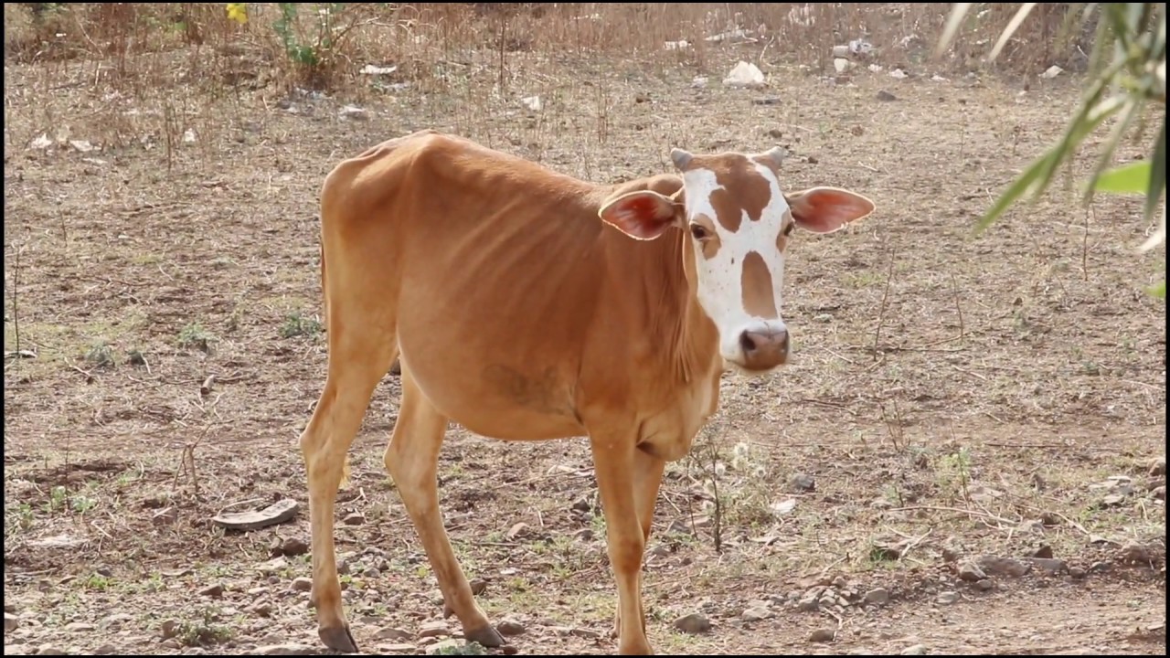 Cow Video Funny | Cow Videos for Kids | Rapid Kids TV - YouTube