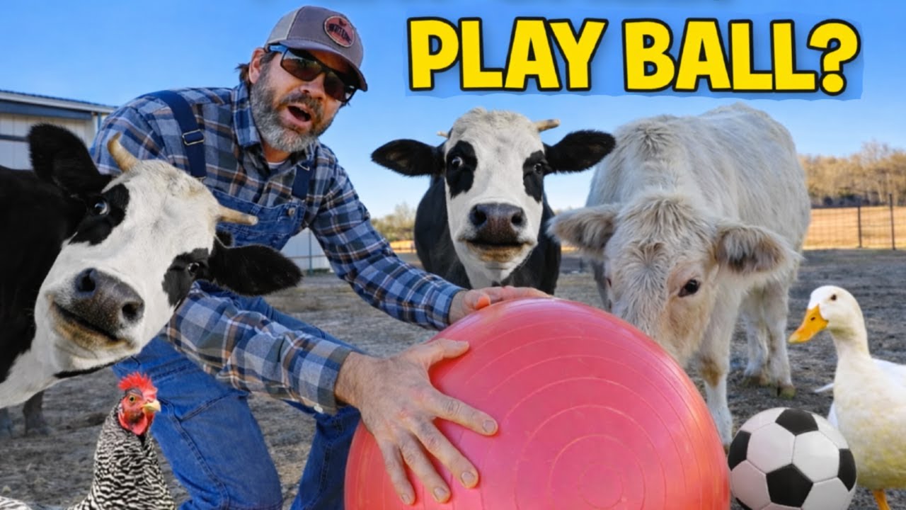 Farmer Jason Plays Ball with The Farm Animals! - YouTube