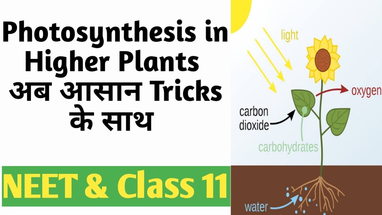 Photosynthesis in Higher Plants Biology Class 11 | NEET Biology ...