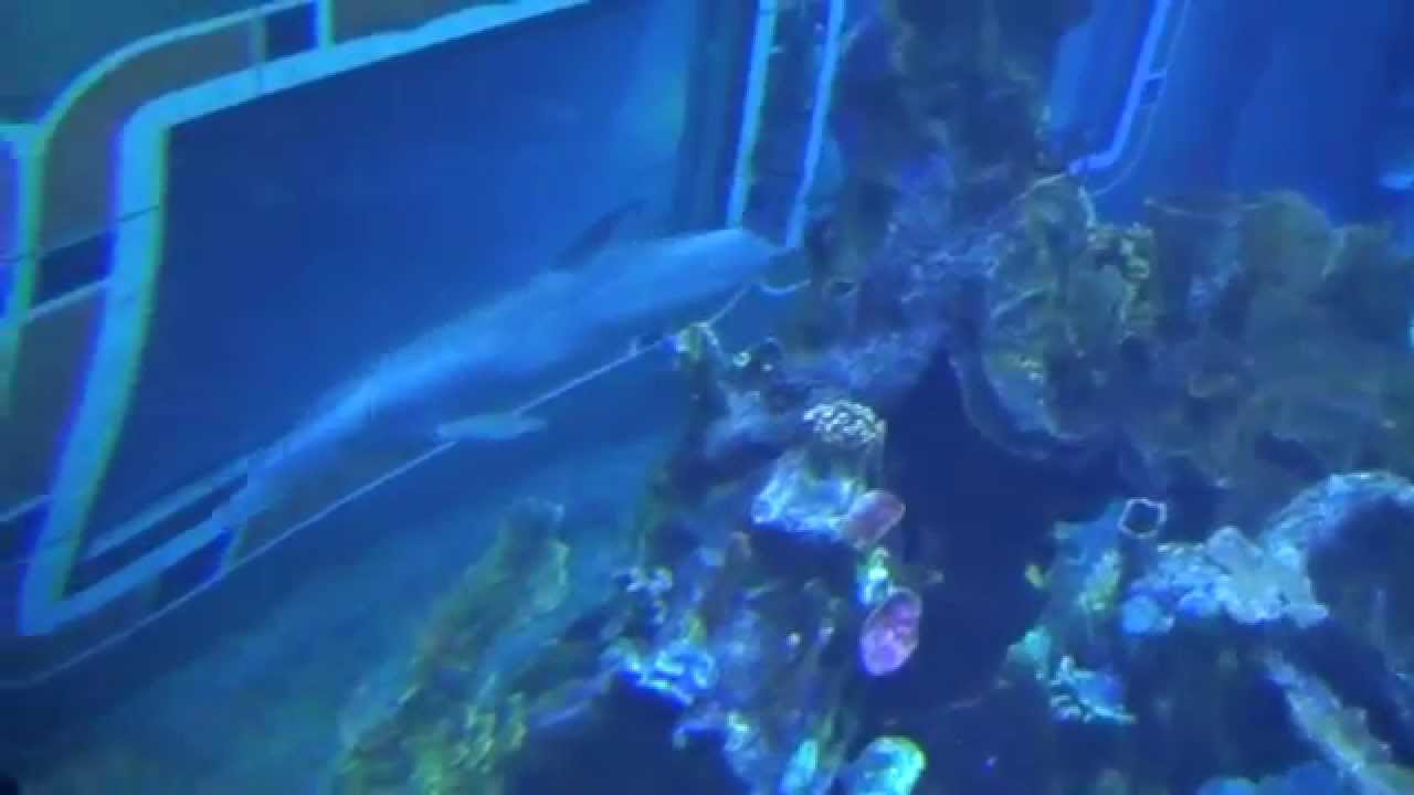 Nemo Dolphin vol 5 - YouTube