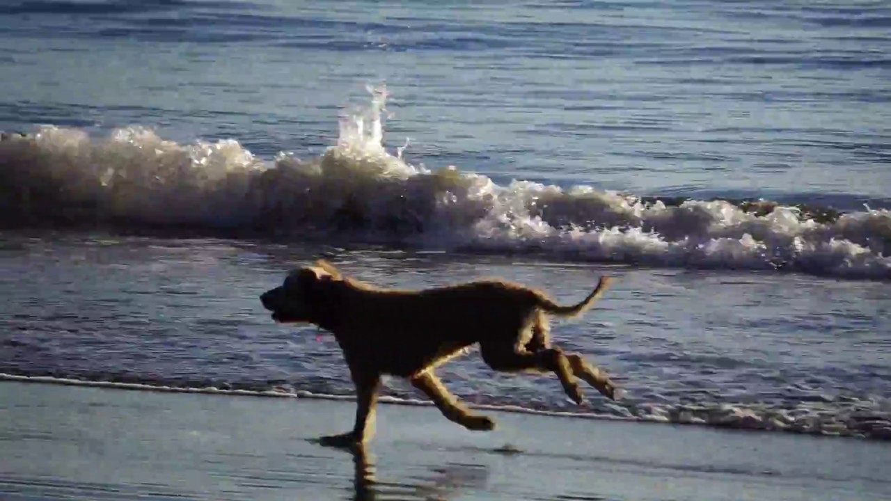 Dog chasing birds on the beach - YouTube